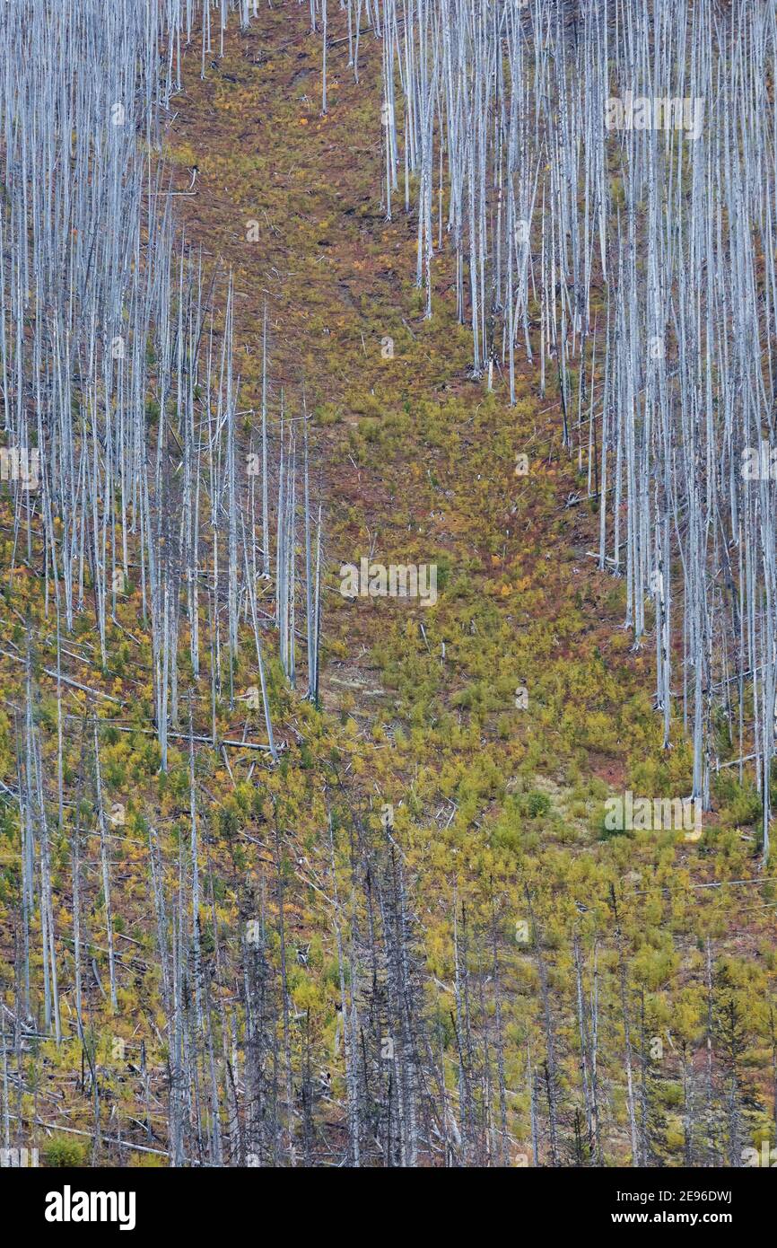 Avalanche chute descending through dead trees killed by a 2003 forest ...