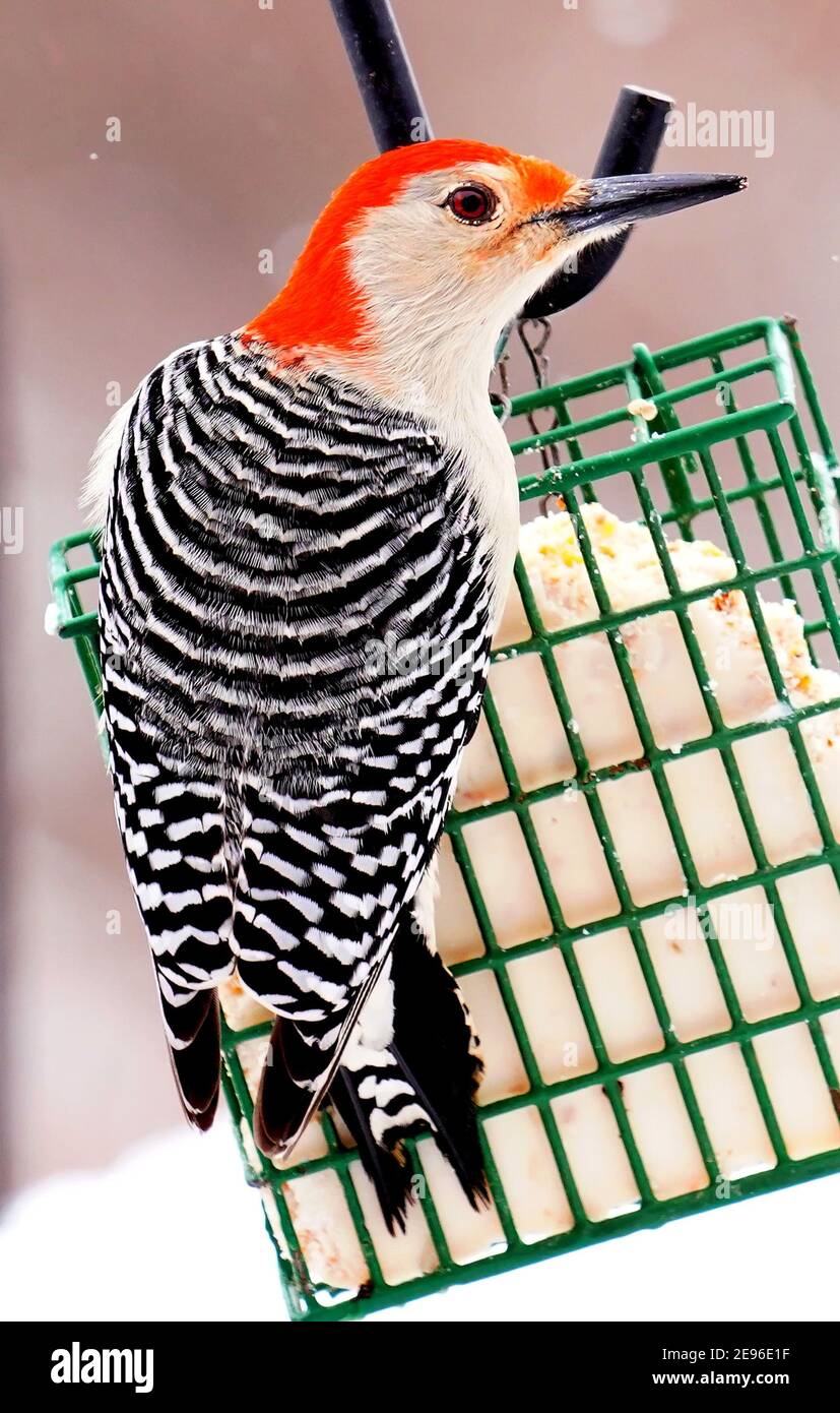 Red-Belied Woodpecker at the Suet Feeder on a snowy day Stock Photo - Alamy