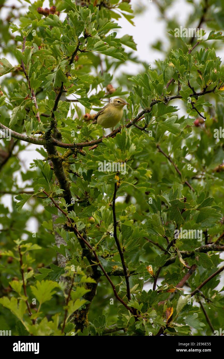Chiff chaff summer hi-res stock photography and images - Alamy