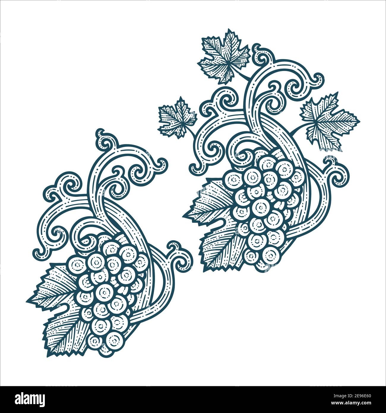 Grape bunch, vine and leafs. Grapevine vintage style hand drawn vector ...
