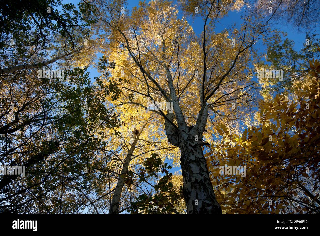 Chestnut tree leaves turning yellow hi-res stock photography and images ...