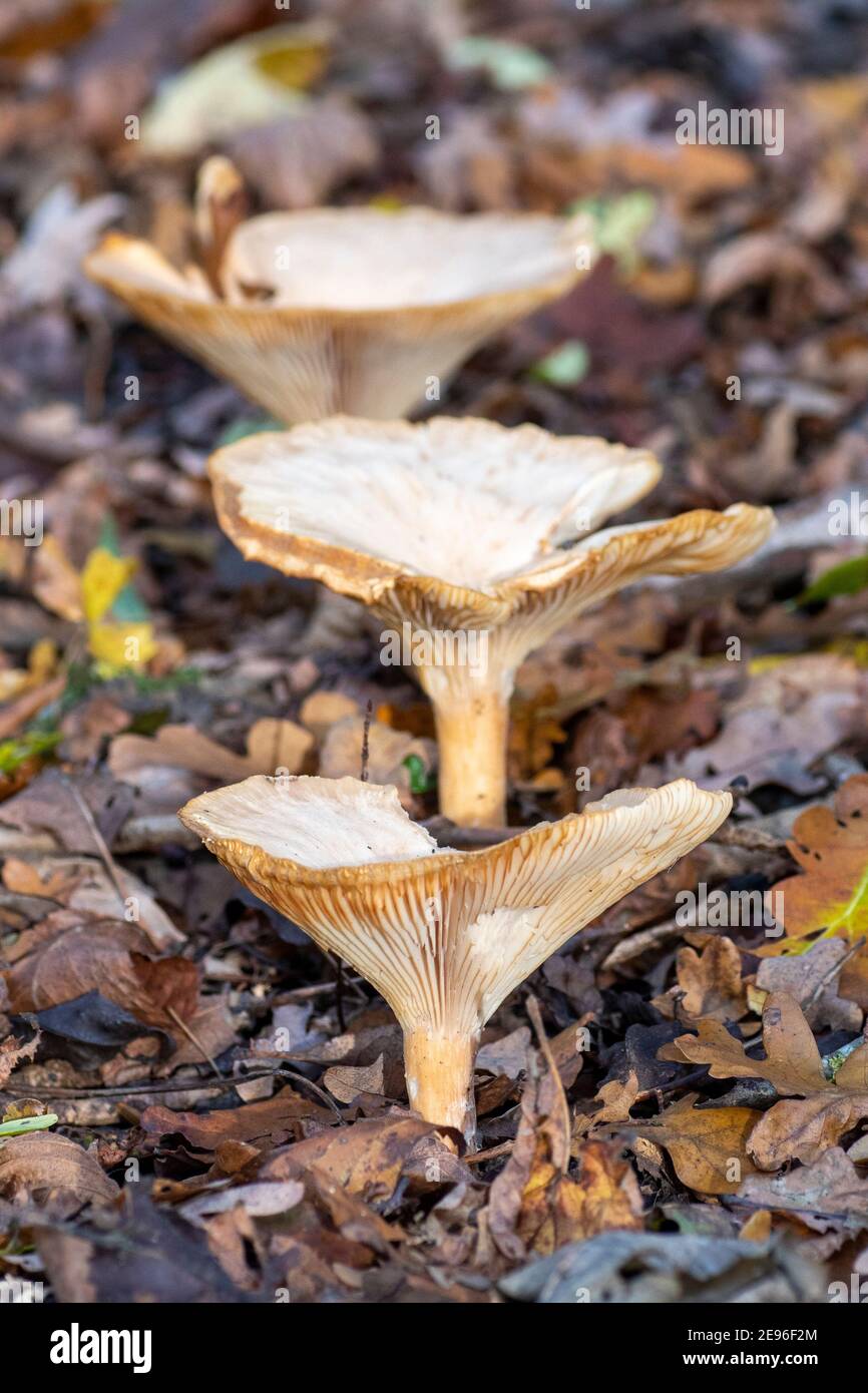 Brown Roll-Rim (Paxillus involutus) on deciduous woodland floor Stock ...