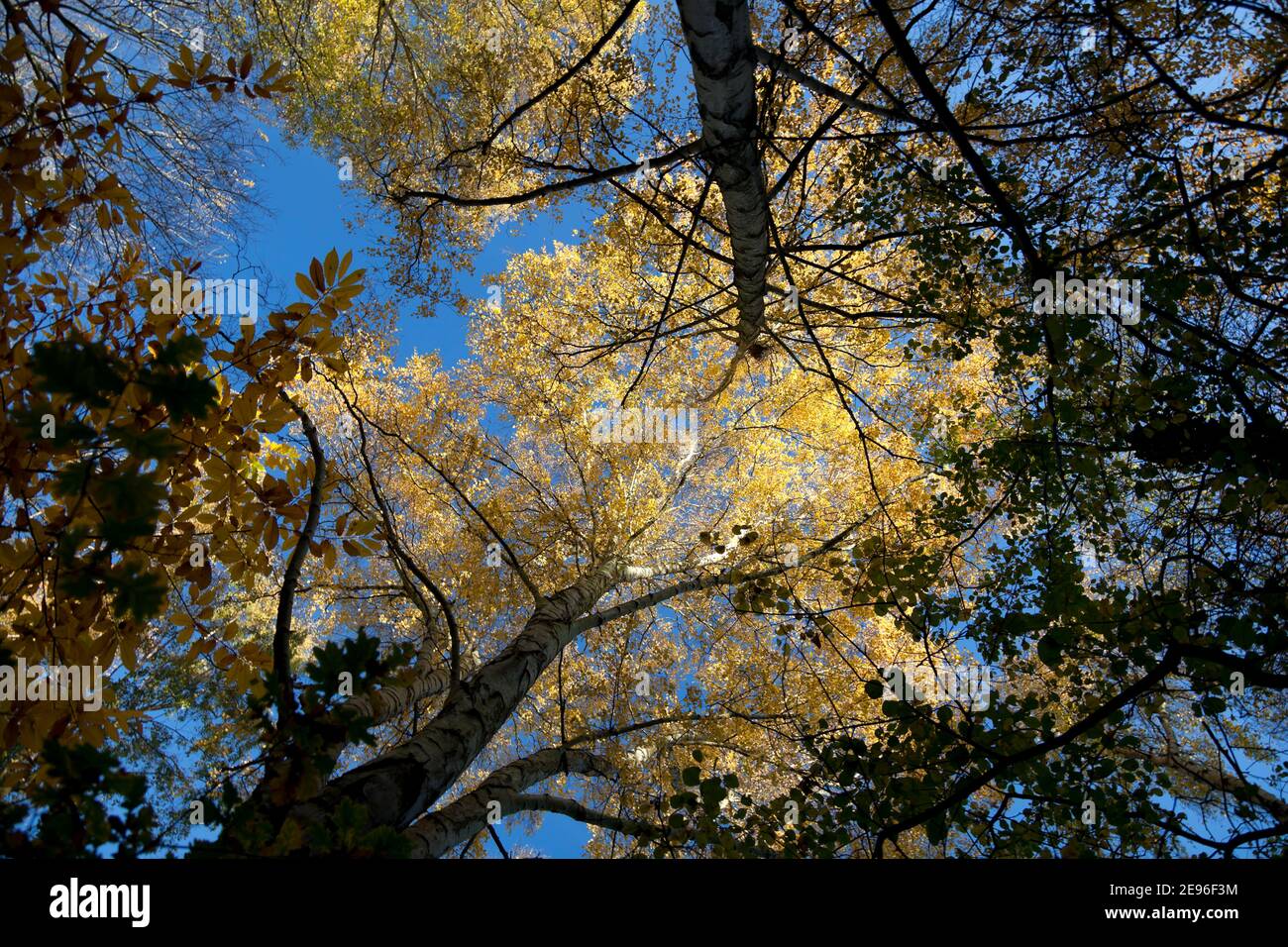 Chestnut tree leaves turning yellow hi-res stock photography and images ...