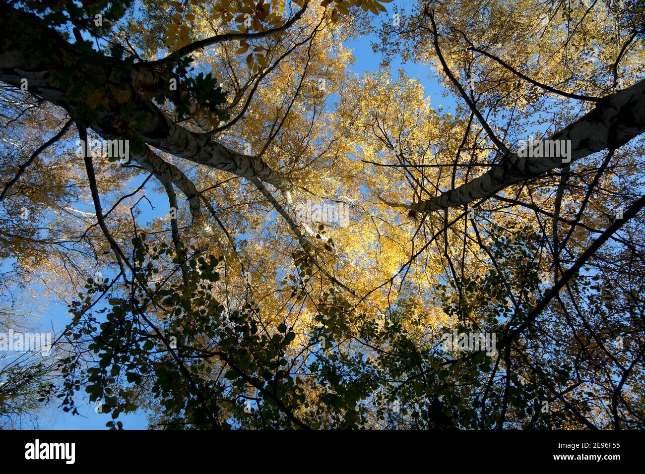 A strong blue autumn sky high above a sunlit birch wood canopy; turning ...
