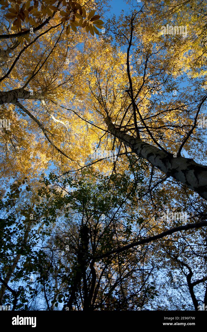 Chestnut tree leaves turning yellow hi-res stock photography and images ...