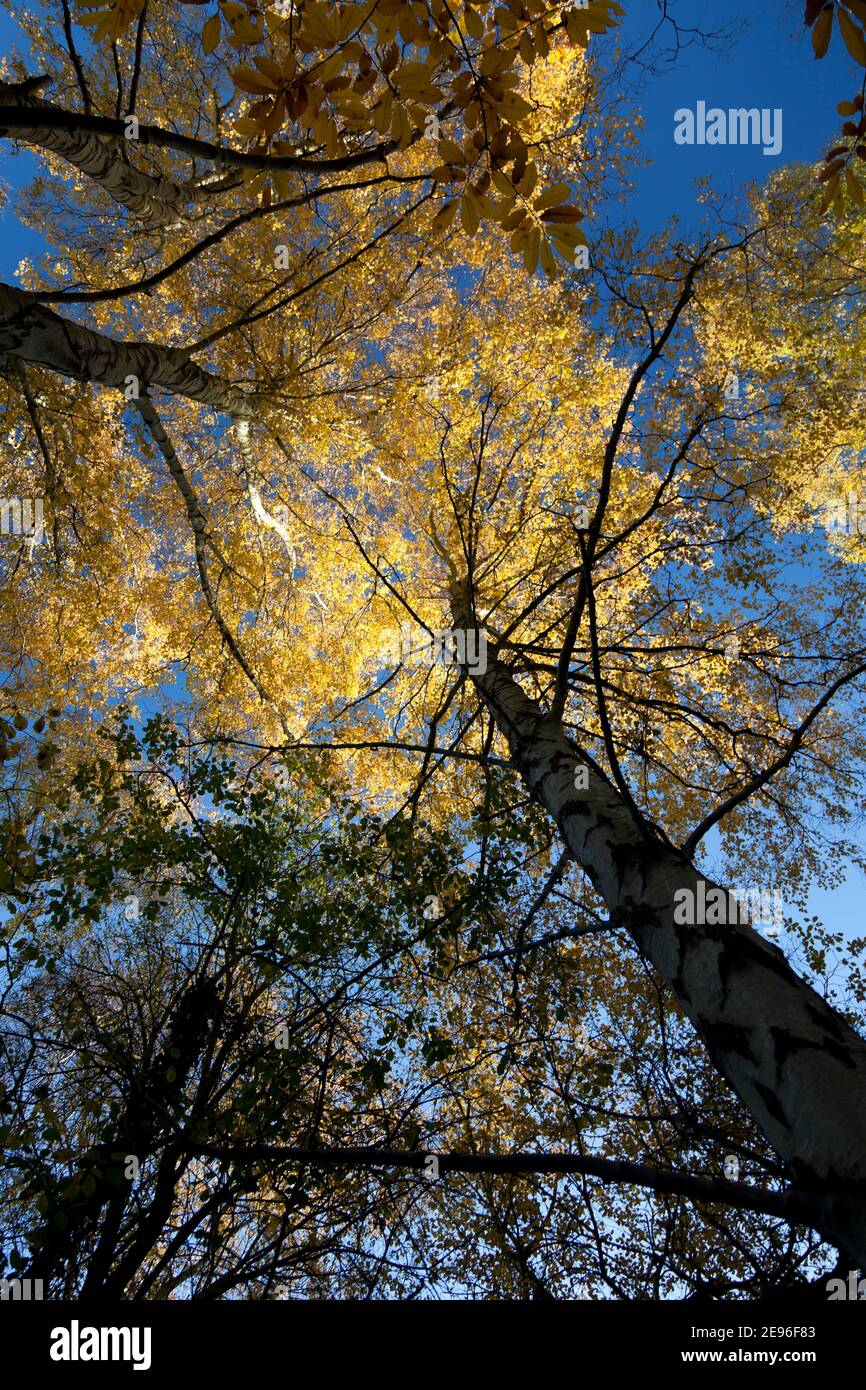 Chestnut tree leaves turning yellow hi-res stock photography and images ...
