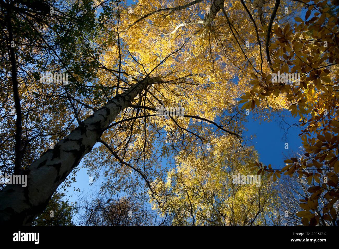 Chestnut tree leaves turning yellow hi-res stock photography and images ...