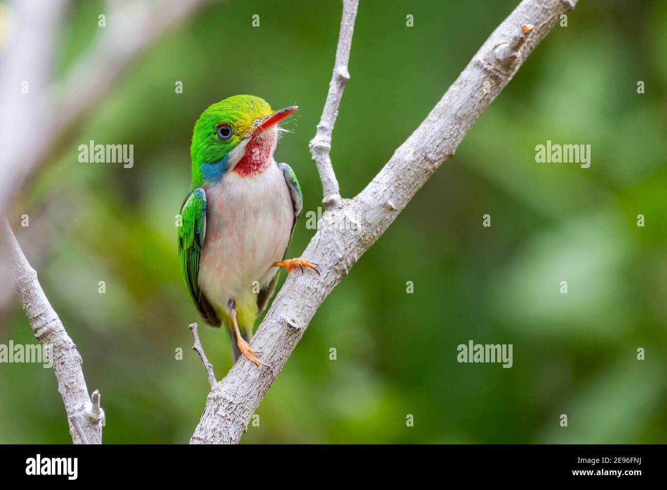 Multicolor plumage hi-res stock photography and images - Alamy
