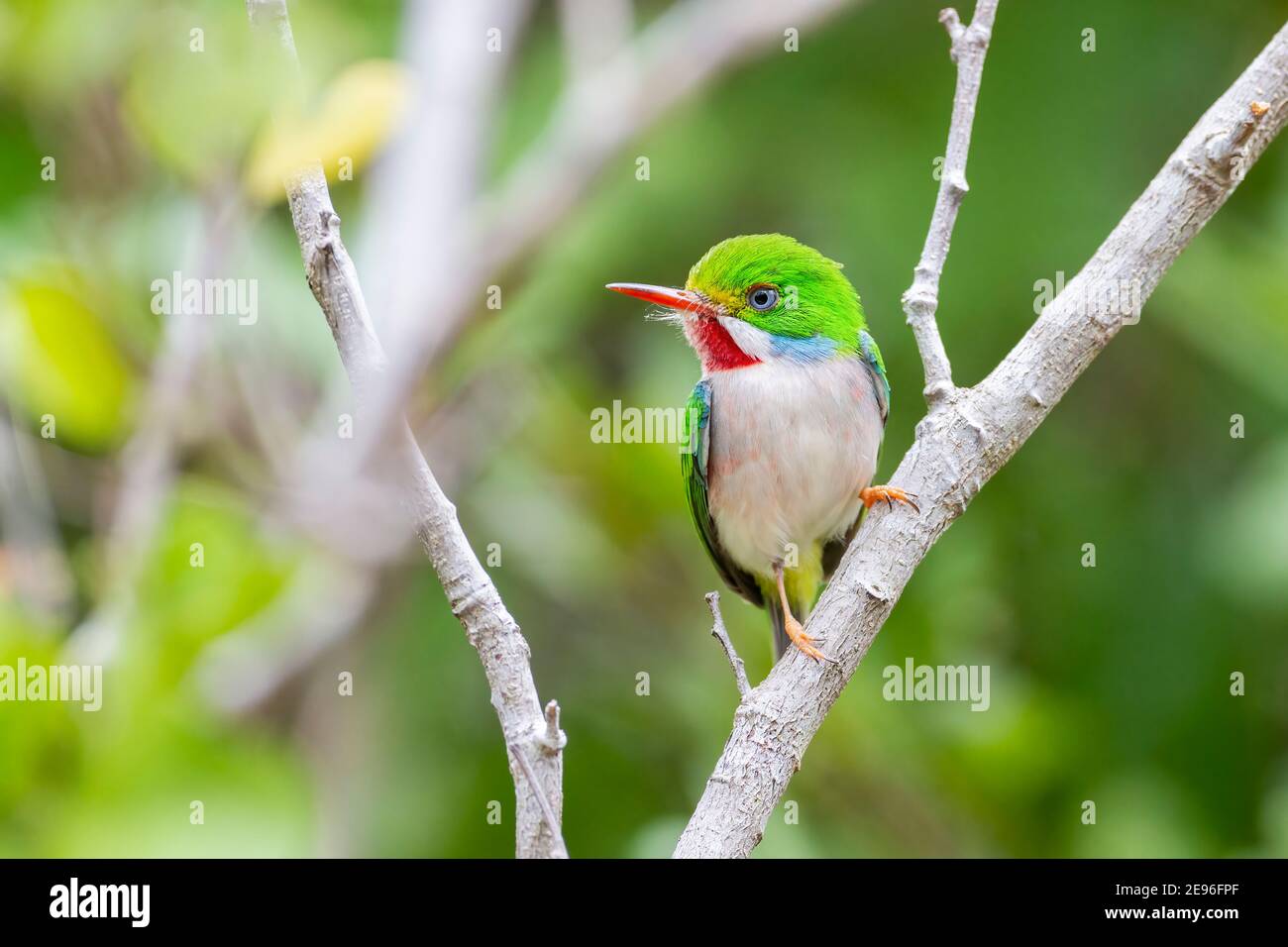 Cuban todies hi-res stock photography and images - Alamy