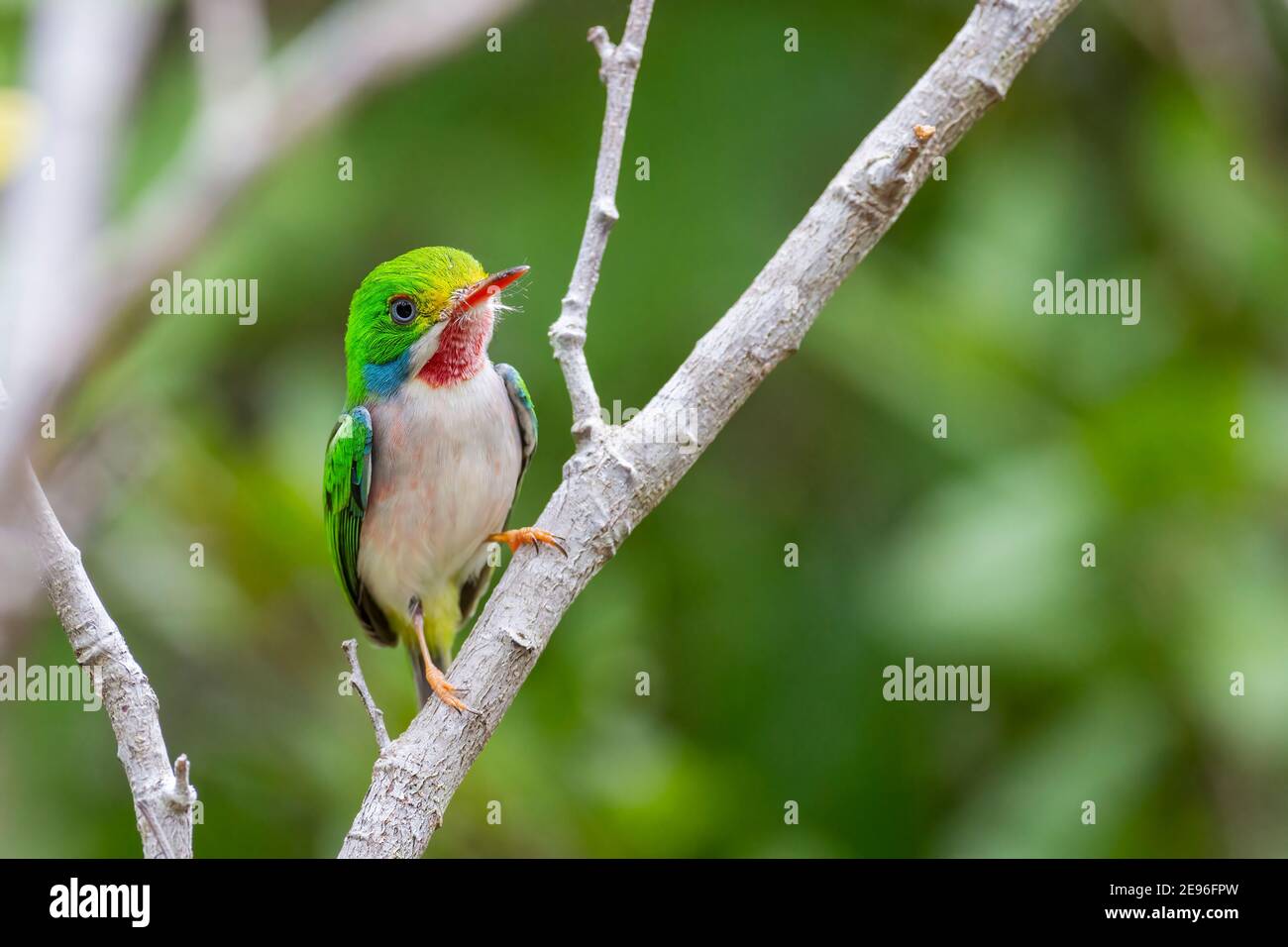 Cuban todies hi-res stock photography and images - Alamy