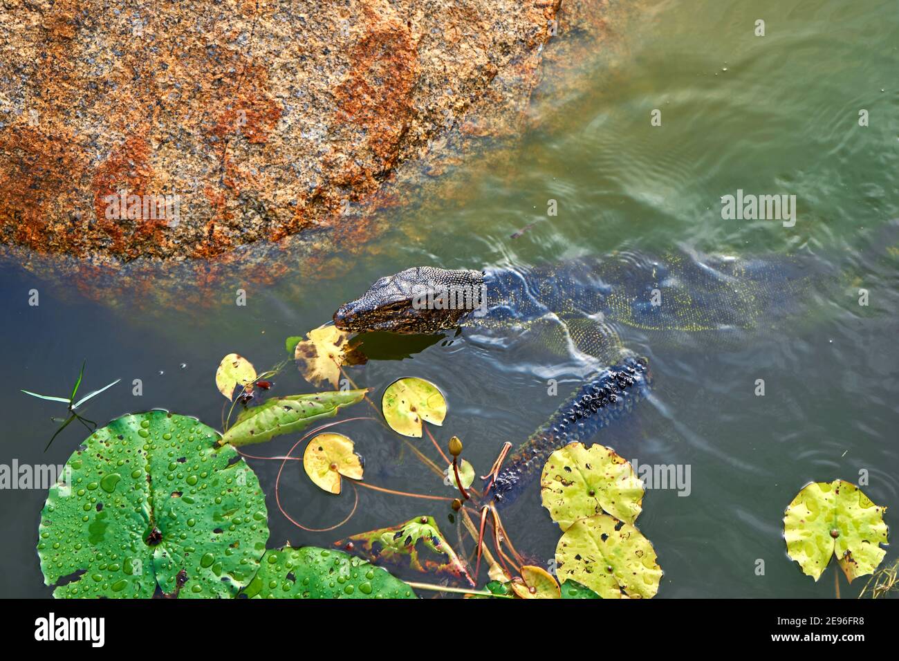 Monitor lizard in a lake in a green recreation park in Asia Stock Photo ...
