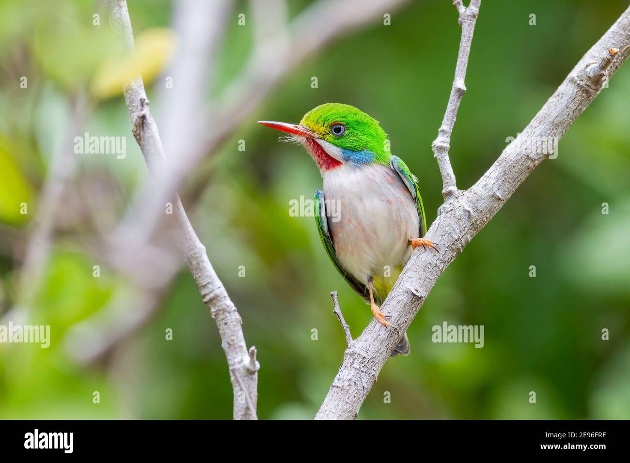 Cuba birdwatching hi-res stock photography and images - Alamy