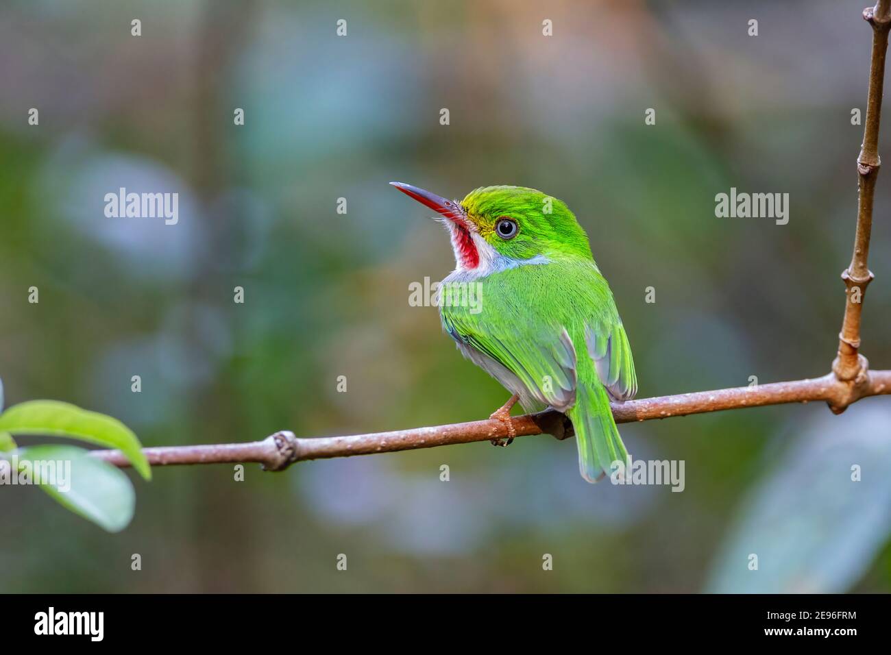 Cuban todies hi-res stock photography and images - Alamy
