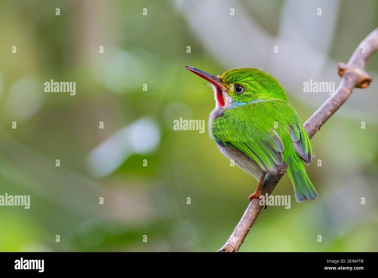 Cuban todies hi-res stock photography and images - Alamy