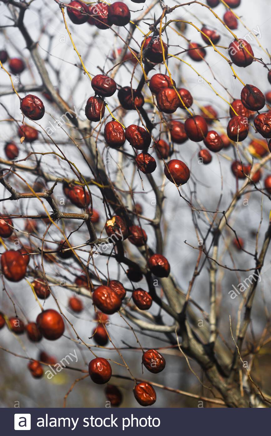 Rotten Fruits On Tree High Resolution Stock Photography and Images - Alamy
