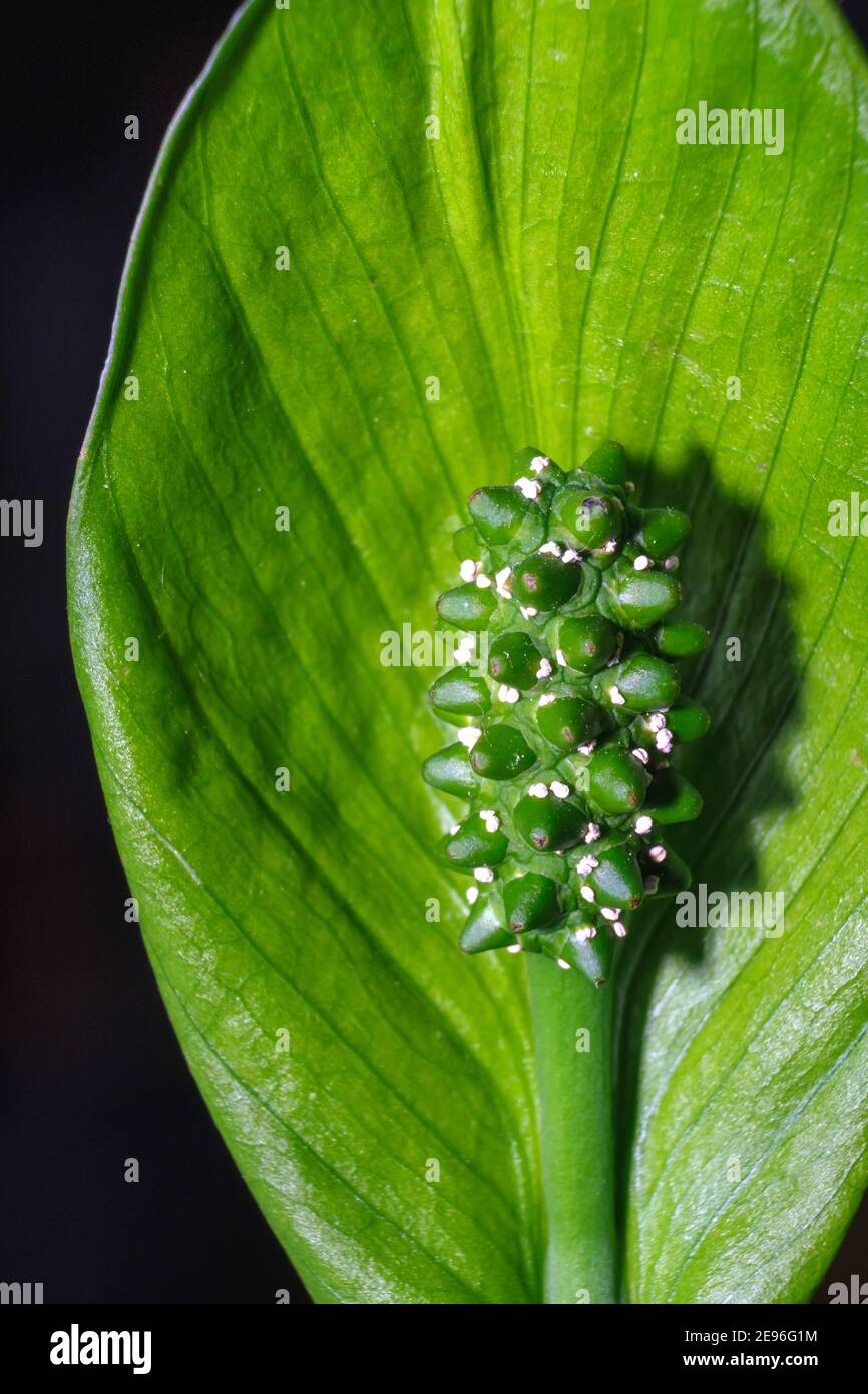 Spadix High Resolution Stock Photography and Images - Alamy