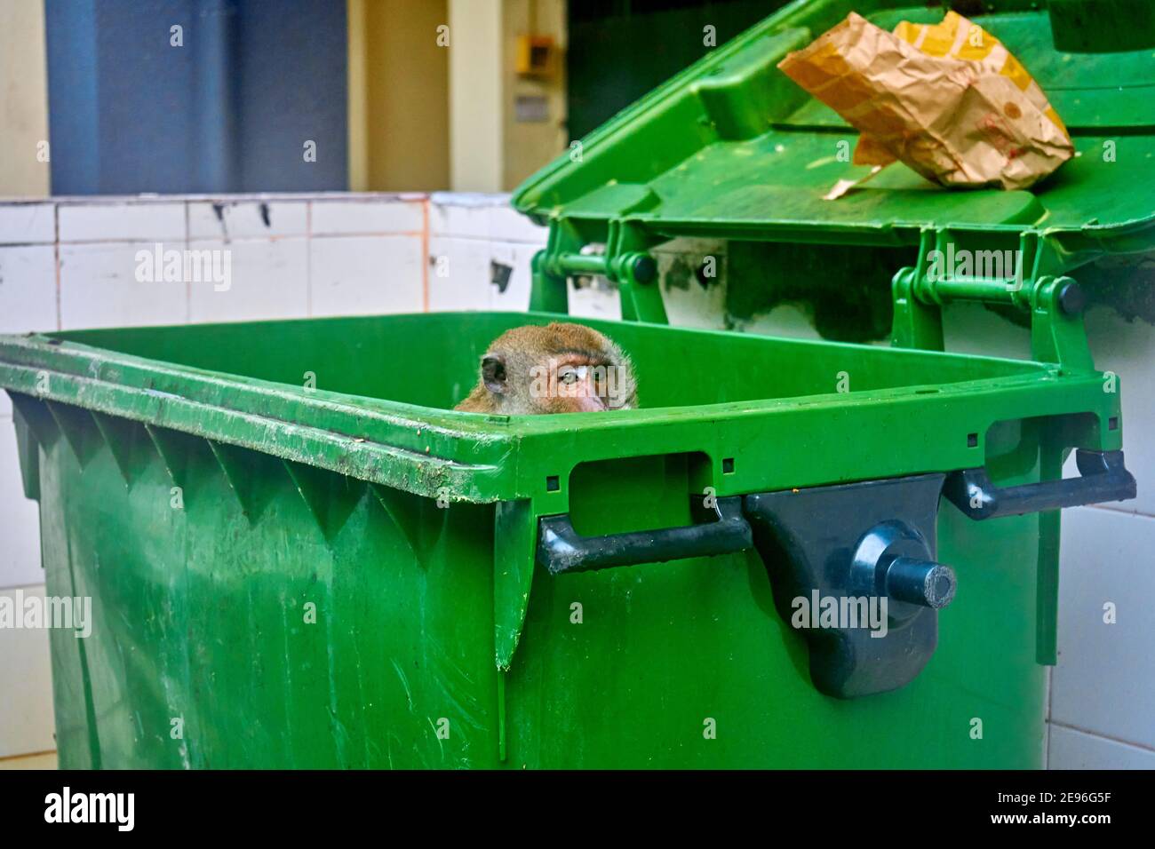 Monkey filmed hi-res stock photography and images - Alamy