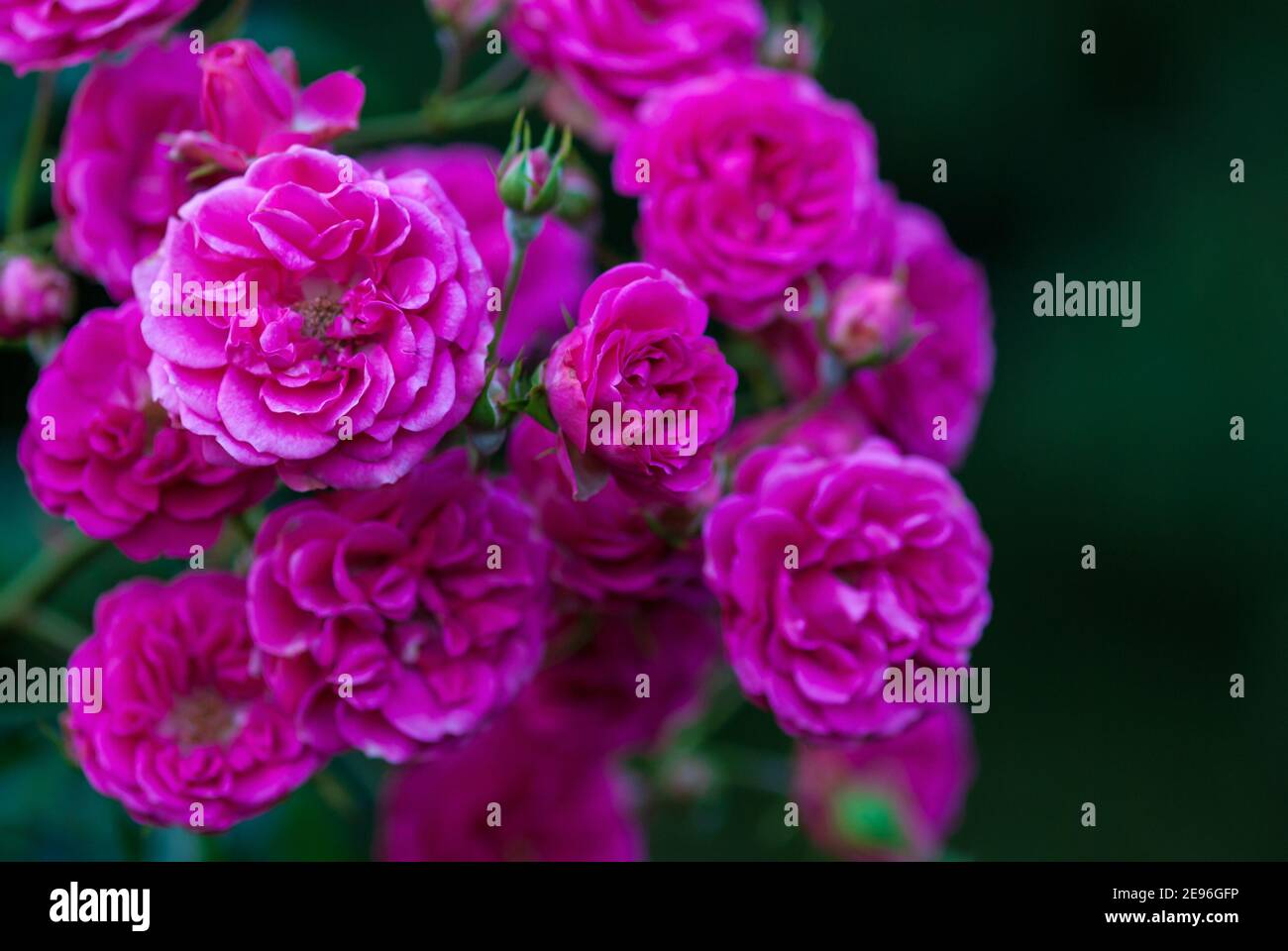 Magenta color roses hi-res stock photography and images - Alamy