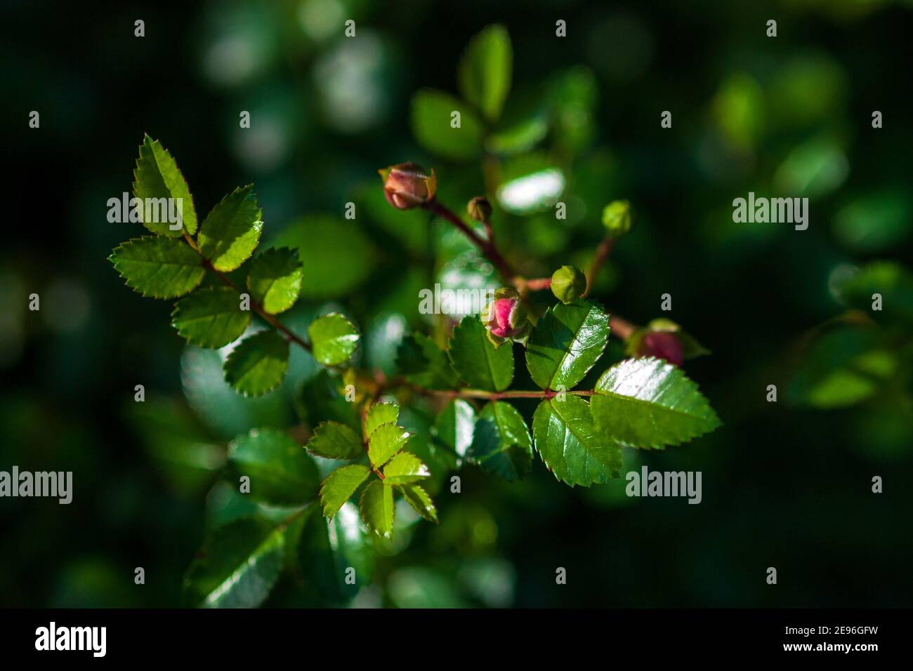 Unopened rose hi-res stock photography and images - Alamy