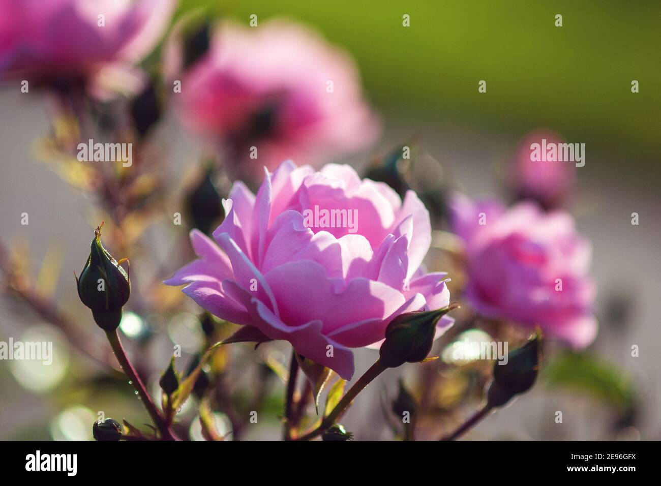 Surrey rose - pink roses by Austin, ground cover rose with rich pink ...