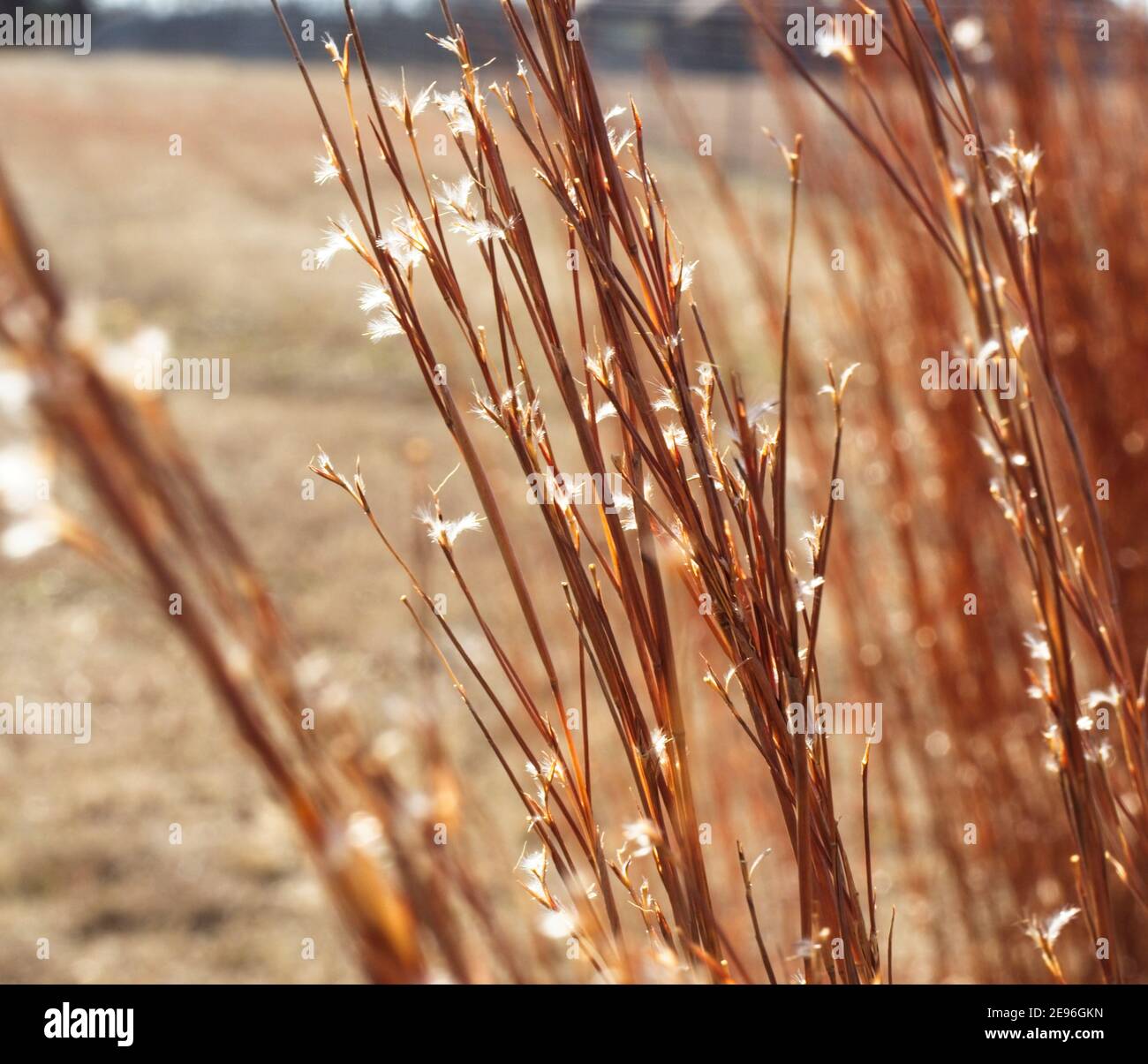 Little Bluestem grasses turning producing seeds Stock Photo - Alamy