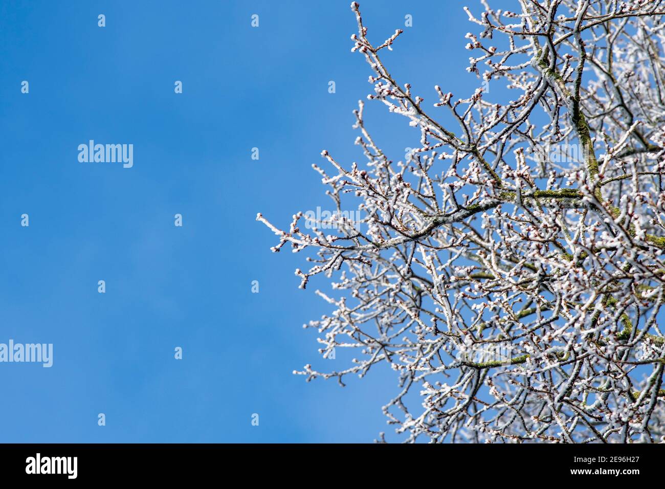 Englsih Oak tree branches (Quercus robur) covered in hoar frost Stock ...