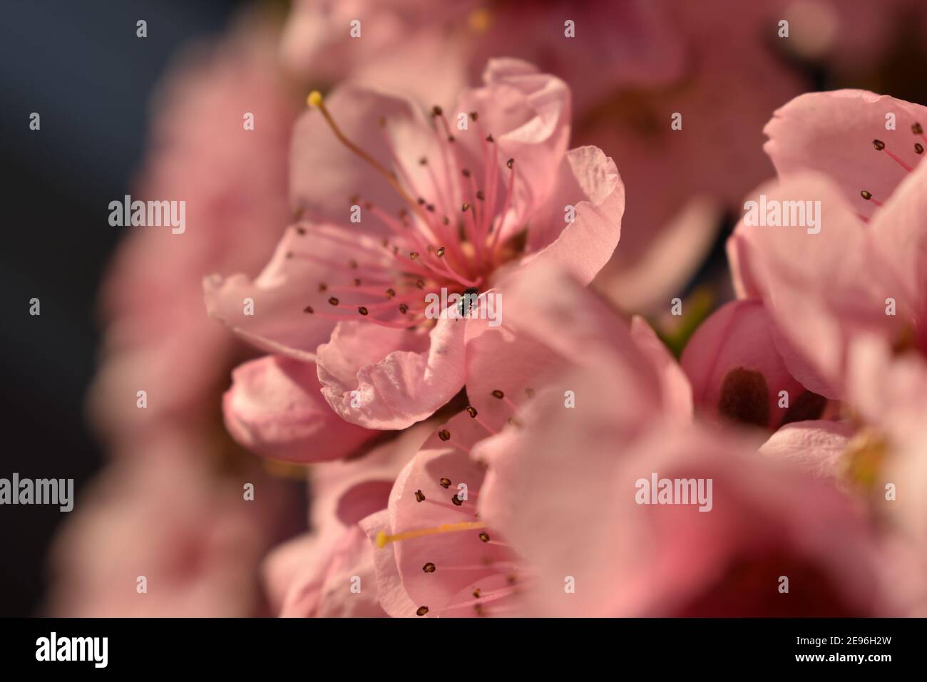 Peach blossom forest hi-res stock photography and images - Alamy