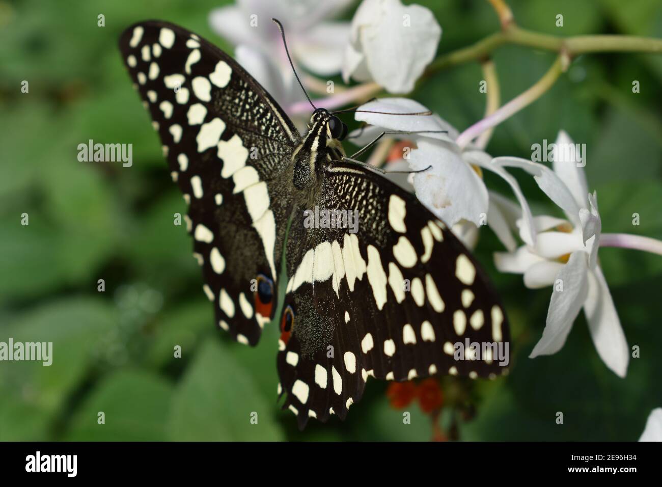 Butterfly in france Stock Photo - Alamy