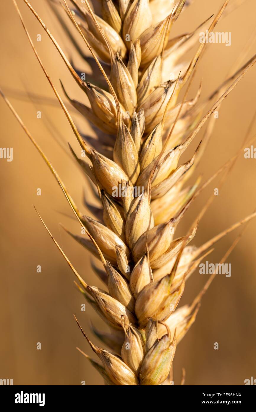 detail of a mature grain ear of barley Stock Photo - Alamy