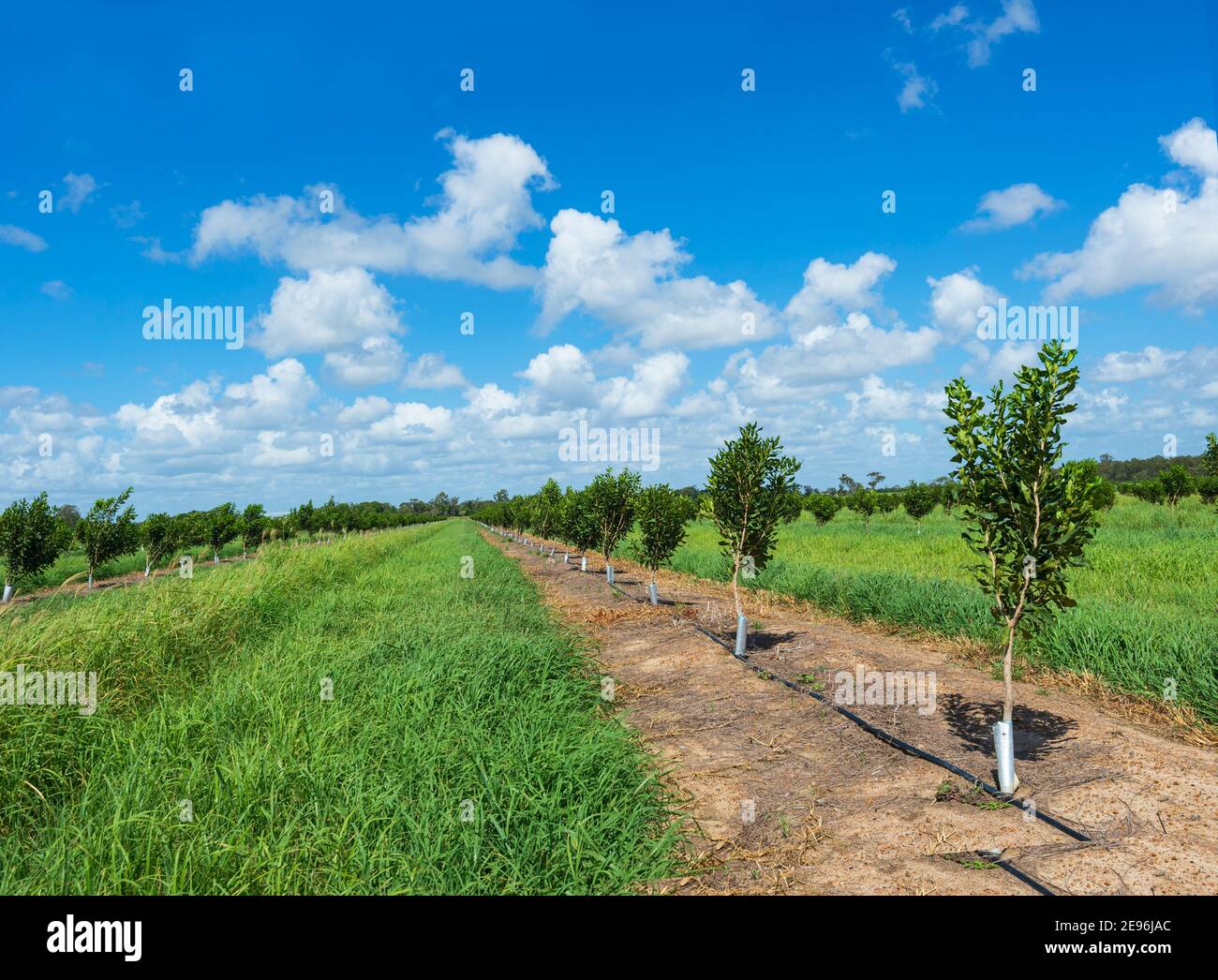 Macadamia fields hi-res stock photography and images - Alamy