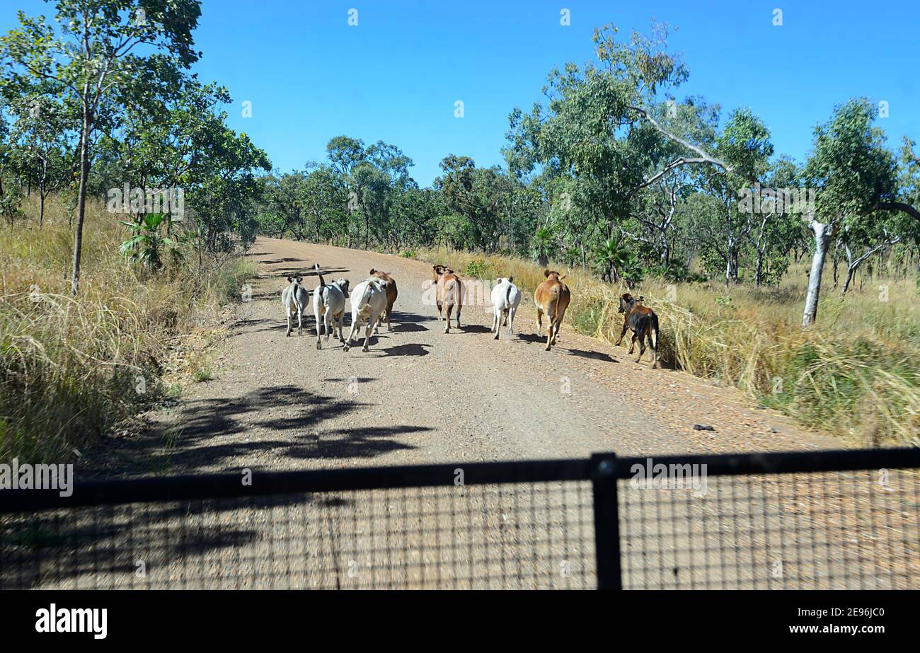Nt cattle hi-res stock photography and images - Alamy