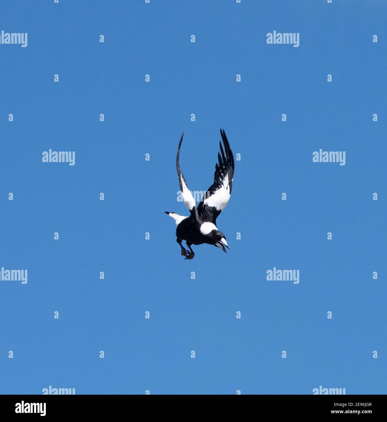 Australian Magpie (Cracticus tibicen) swooping during the nesting ...