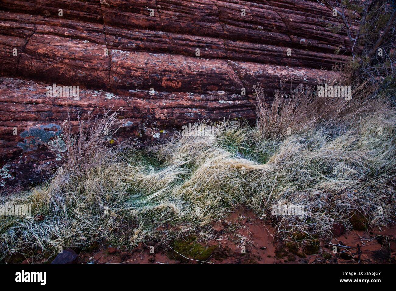 Lichen in the desert hi-res stock photography and images - Alamy