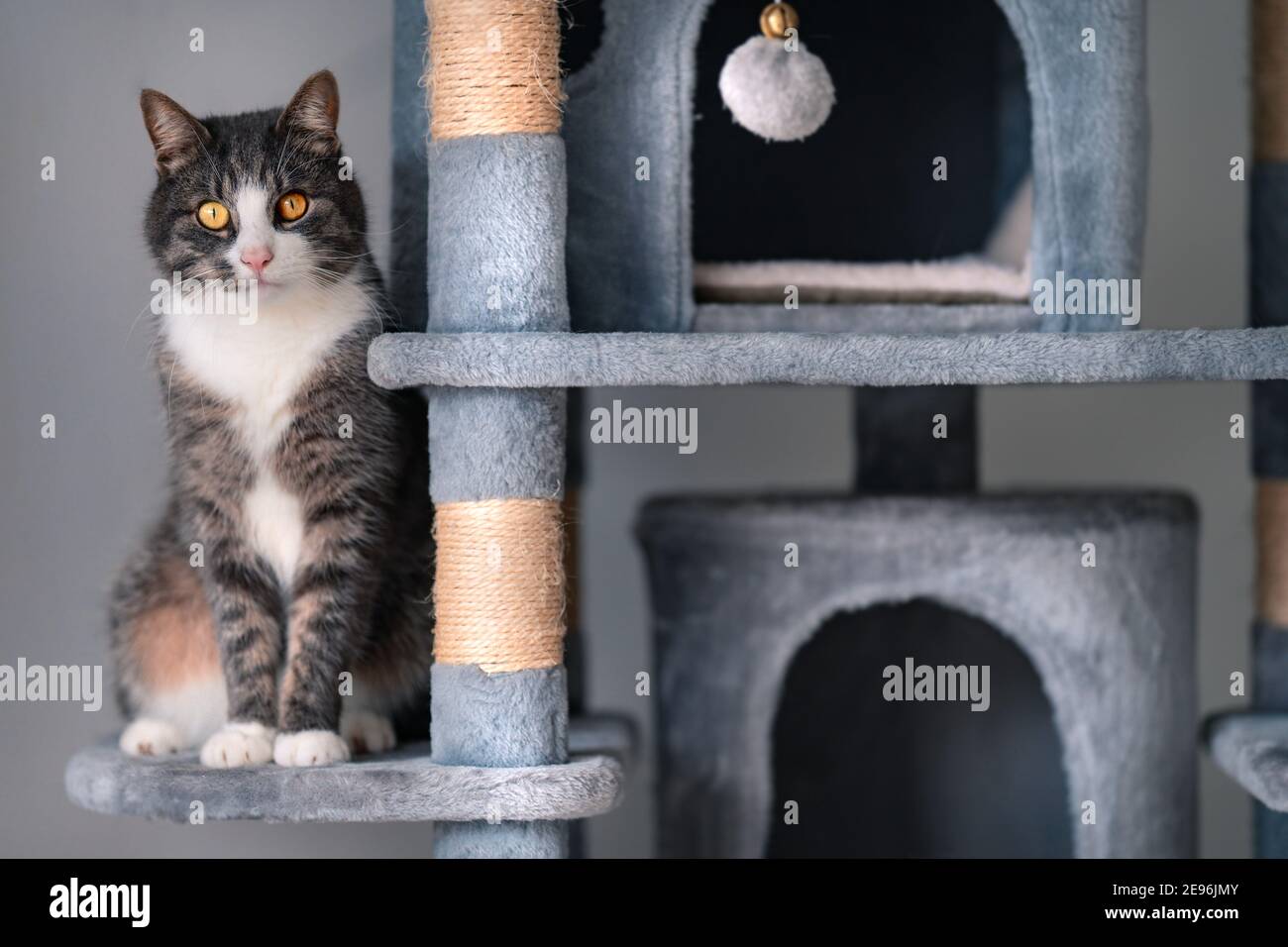 Cat tree furniture hi-res stock photography and images - Alamy