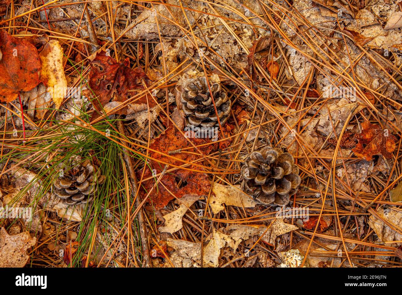 Forest with leaf litter hi-res stock photography and images - Alamy