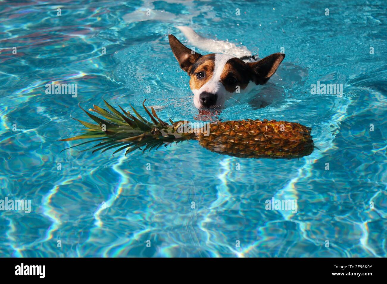 Jack Russell Terrier dog about to bite into a floating pineapple while ...