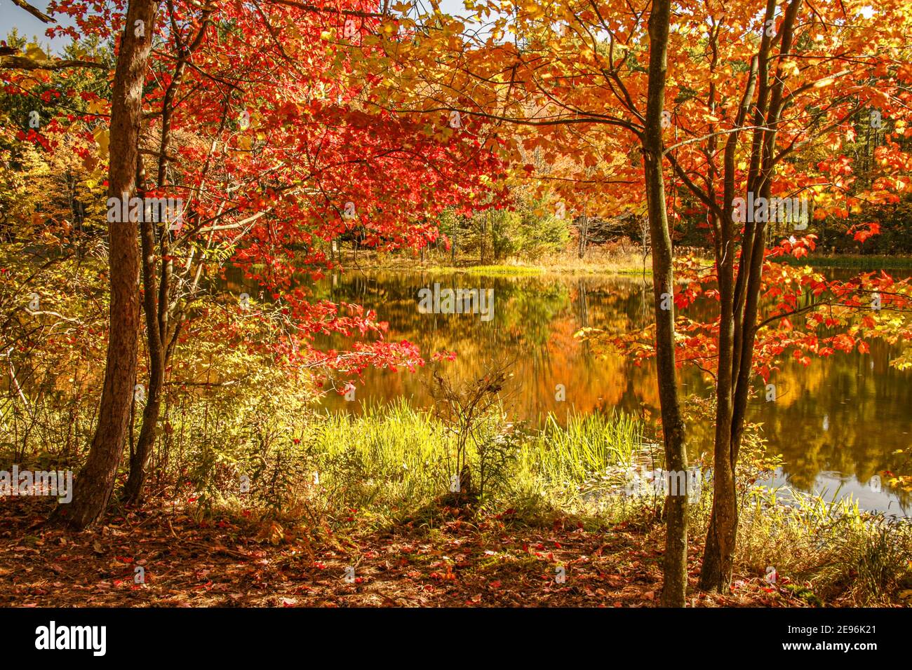 Leaf gap hi-res stock photography and images - Alamy