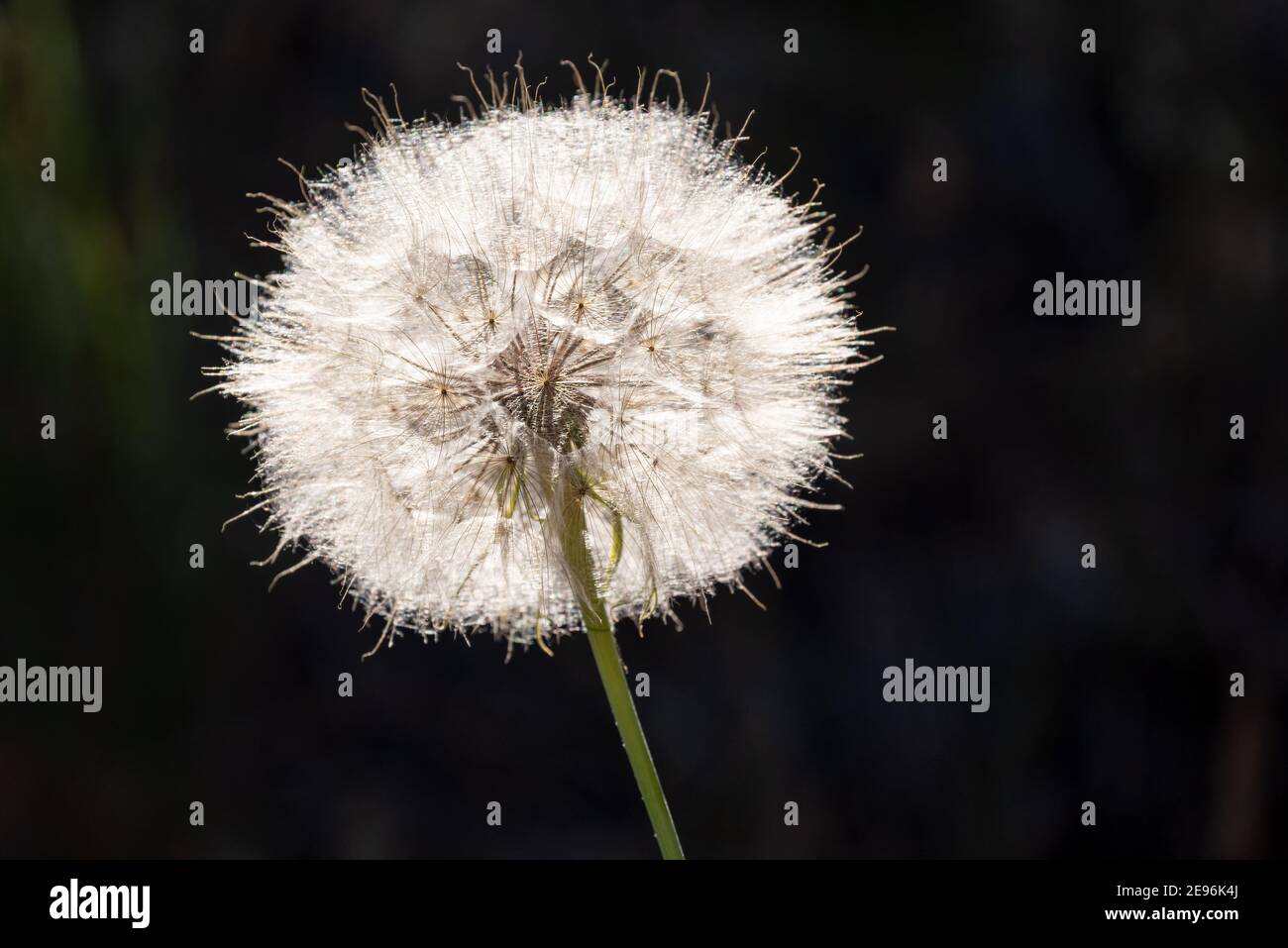 Salsify puffball seed pod Stock Photo - Alamy