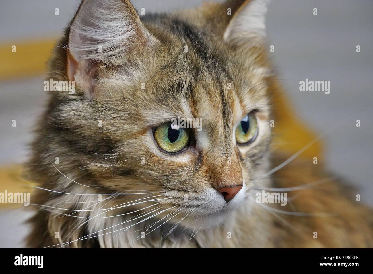 Domestic cat face with big eyes close-up, macro shot Stock Photo - Alamy