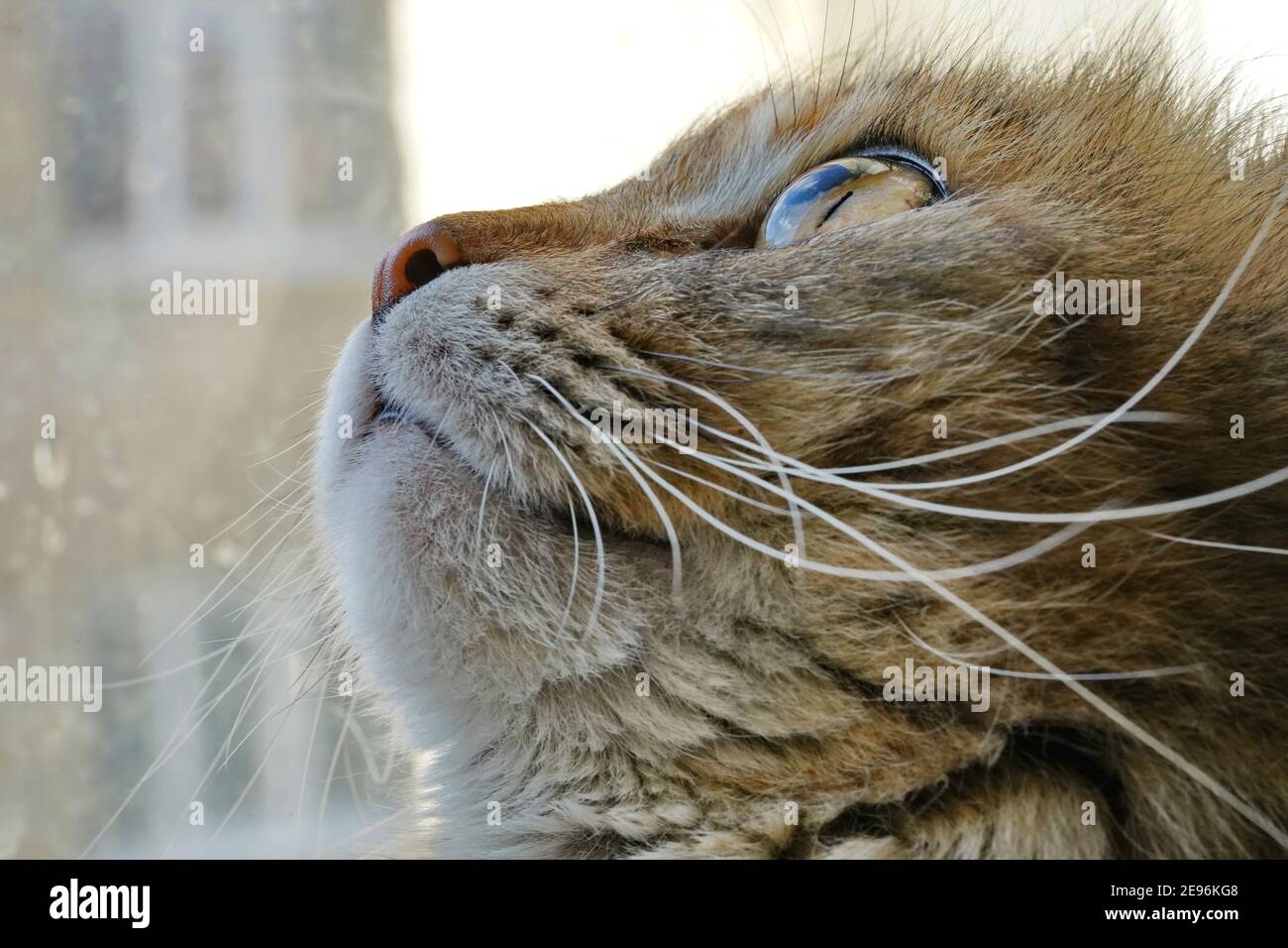 Cats eye close up hi-res stock photography and images - Alamy