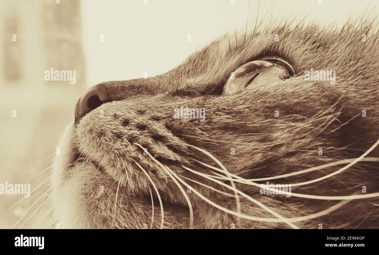 Cats eye close up hi-res stock photography and images - Alamy