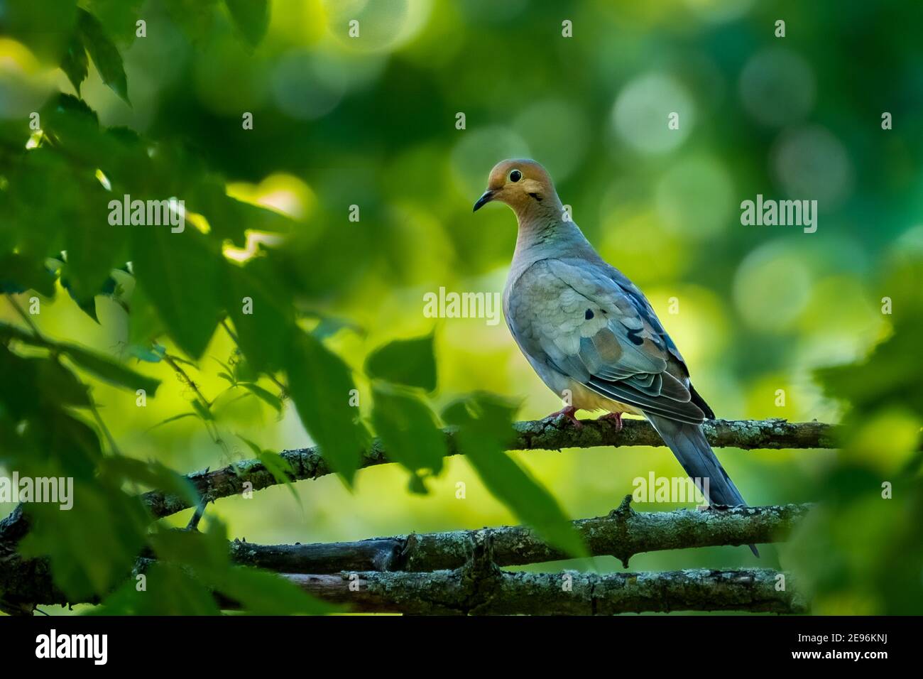A Mourning Dove (Zenaida macroura) perched on a tree branch in the ...