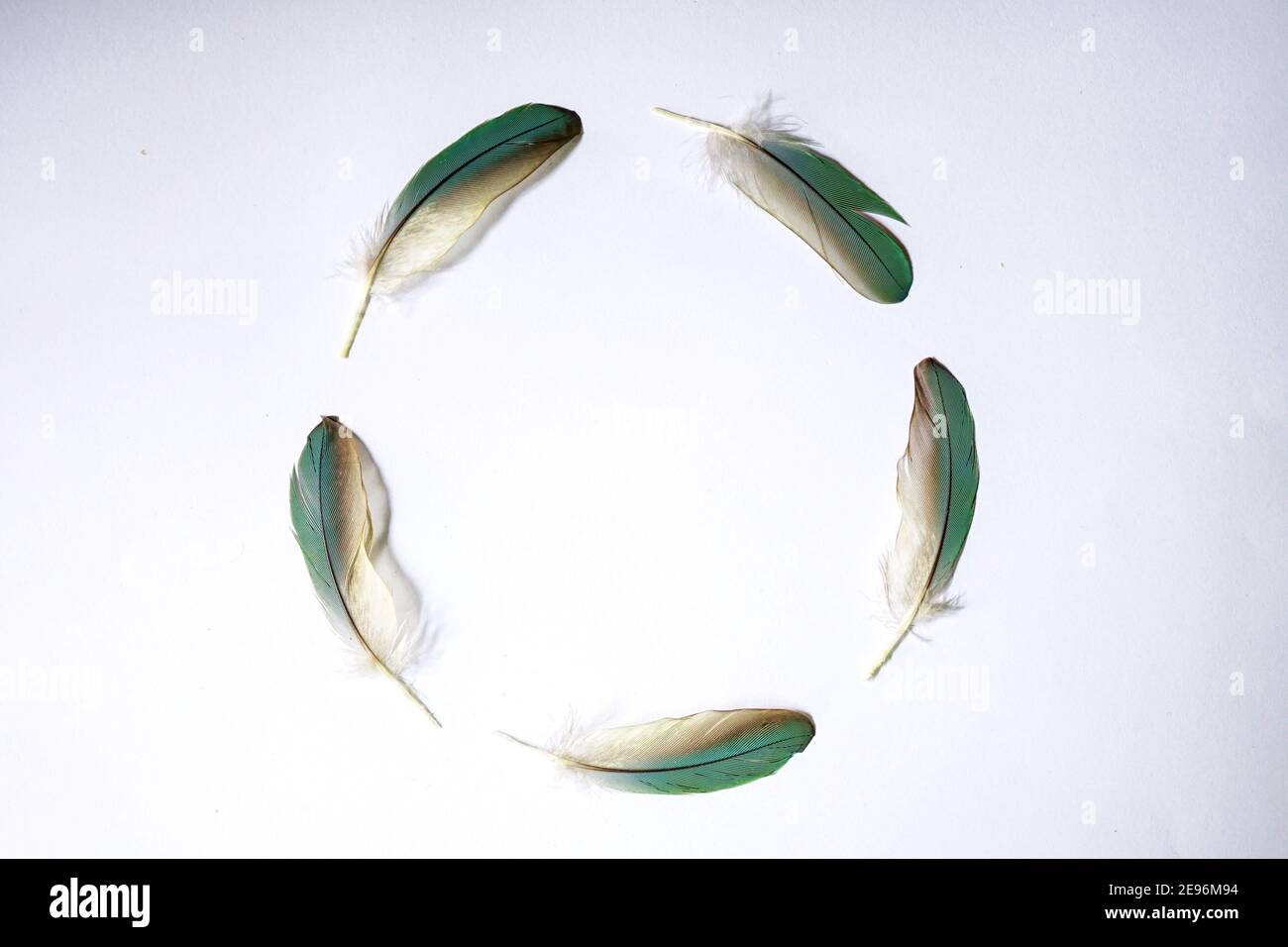 The five feathers from the green-cheeked conures parrot's wings form a ...