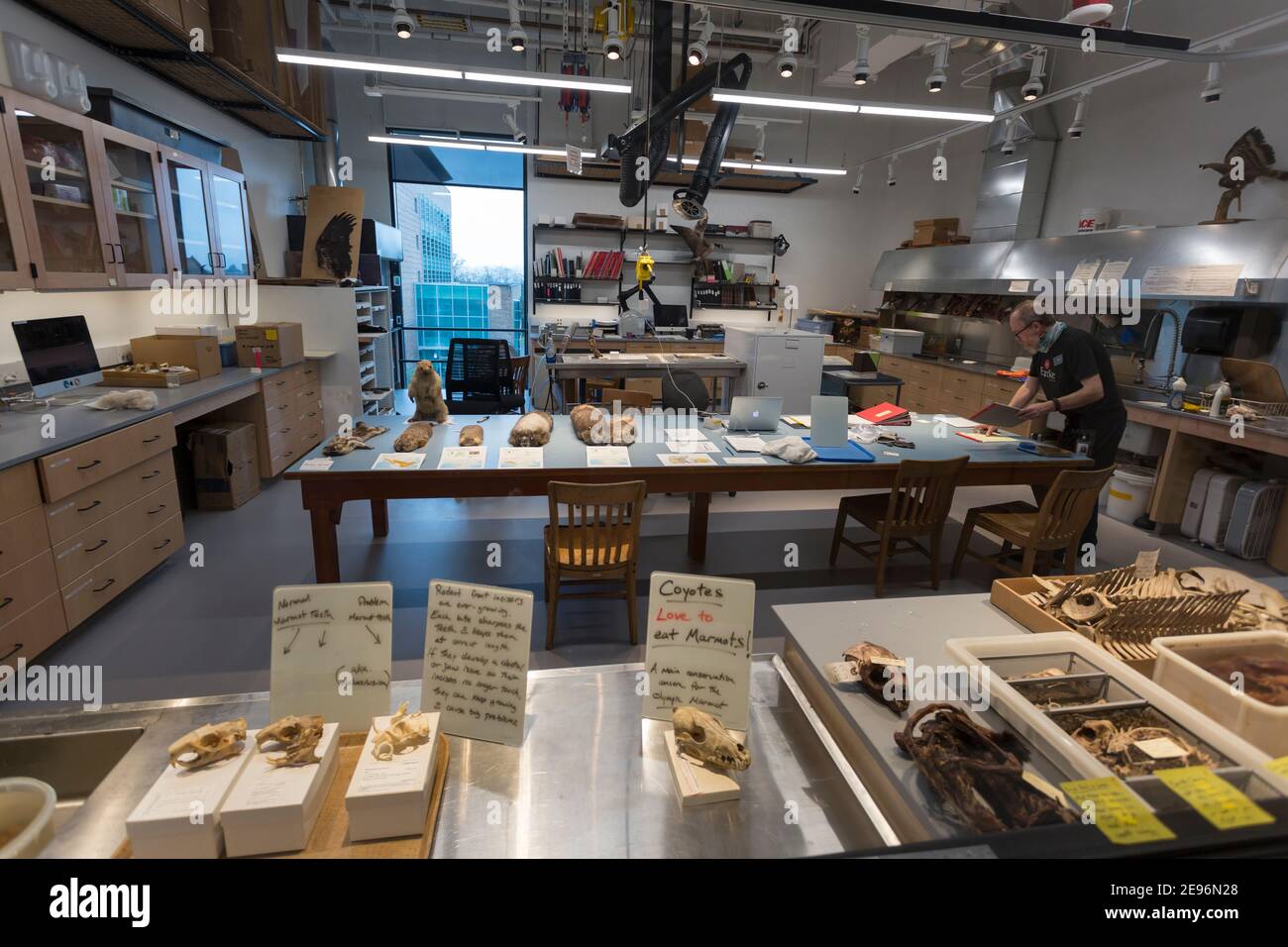 Seattle, Washington, USA. 2nd February, 2021. Specimens of groundhogs ...