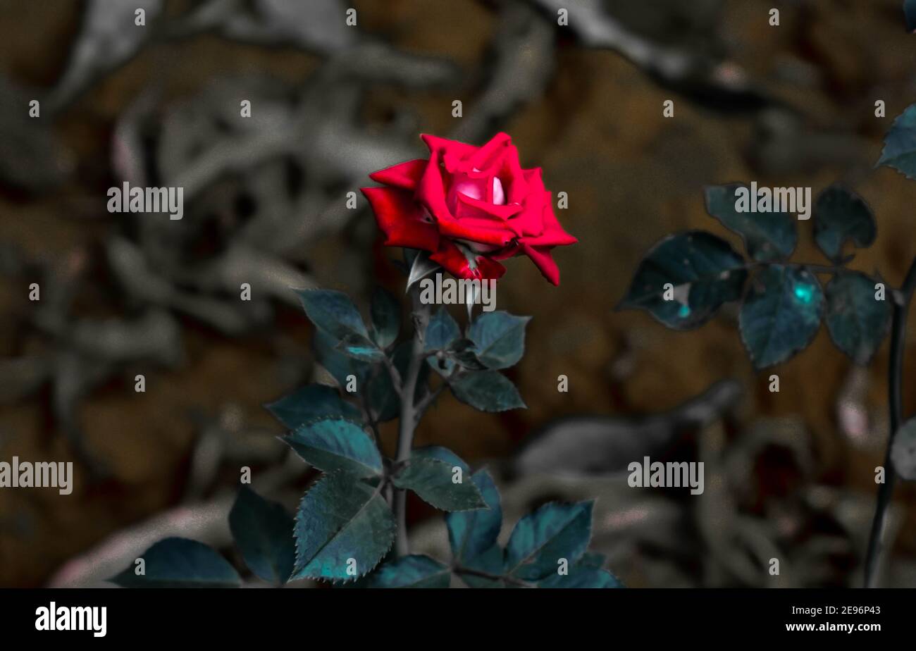 Red roses for couples on this valentines day Stock Photo - Alamy