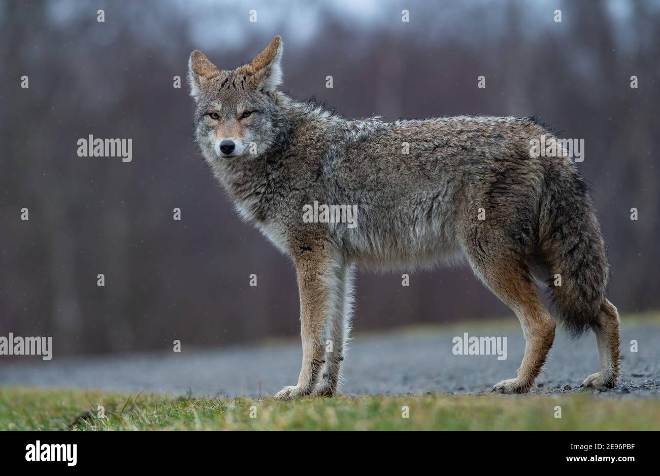 A coyote in Canada Stock Photo - Alamy