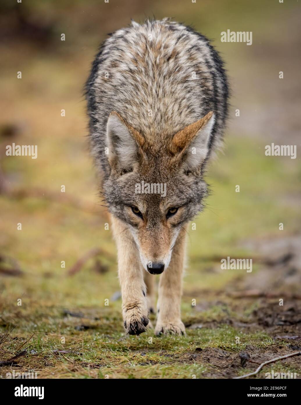 A coyote in Canada Stock Photo - Alamy