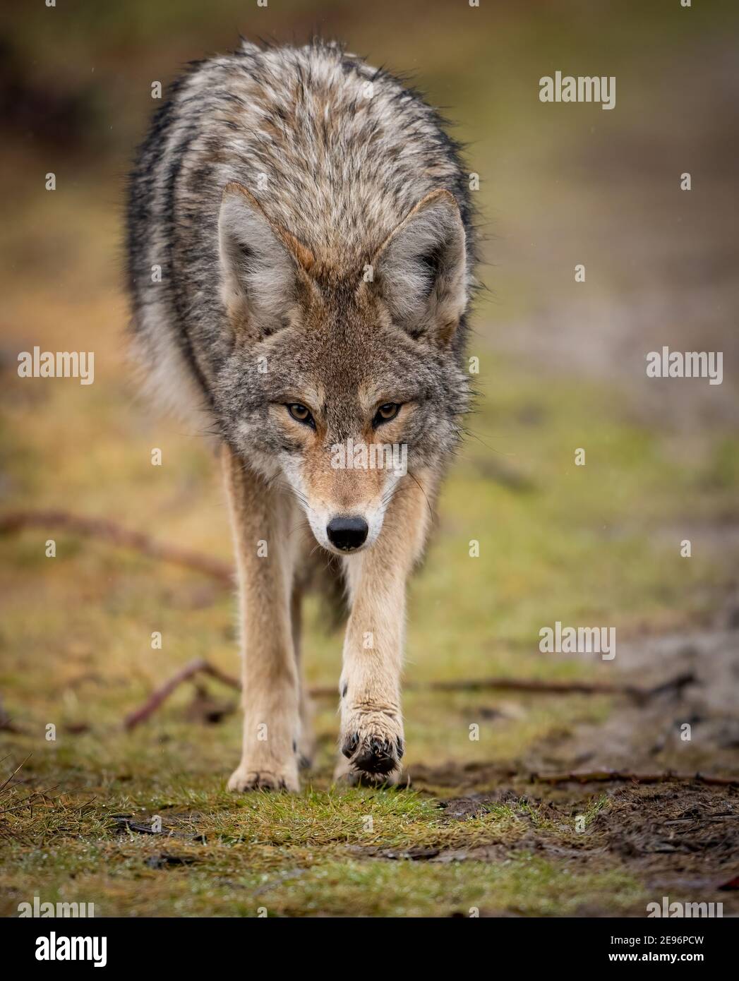 A coyote in Canada Stock Photo - Alamy