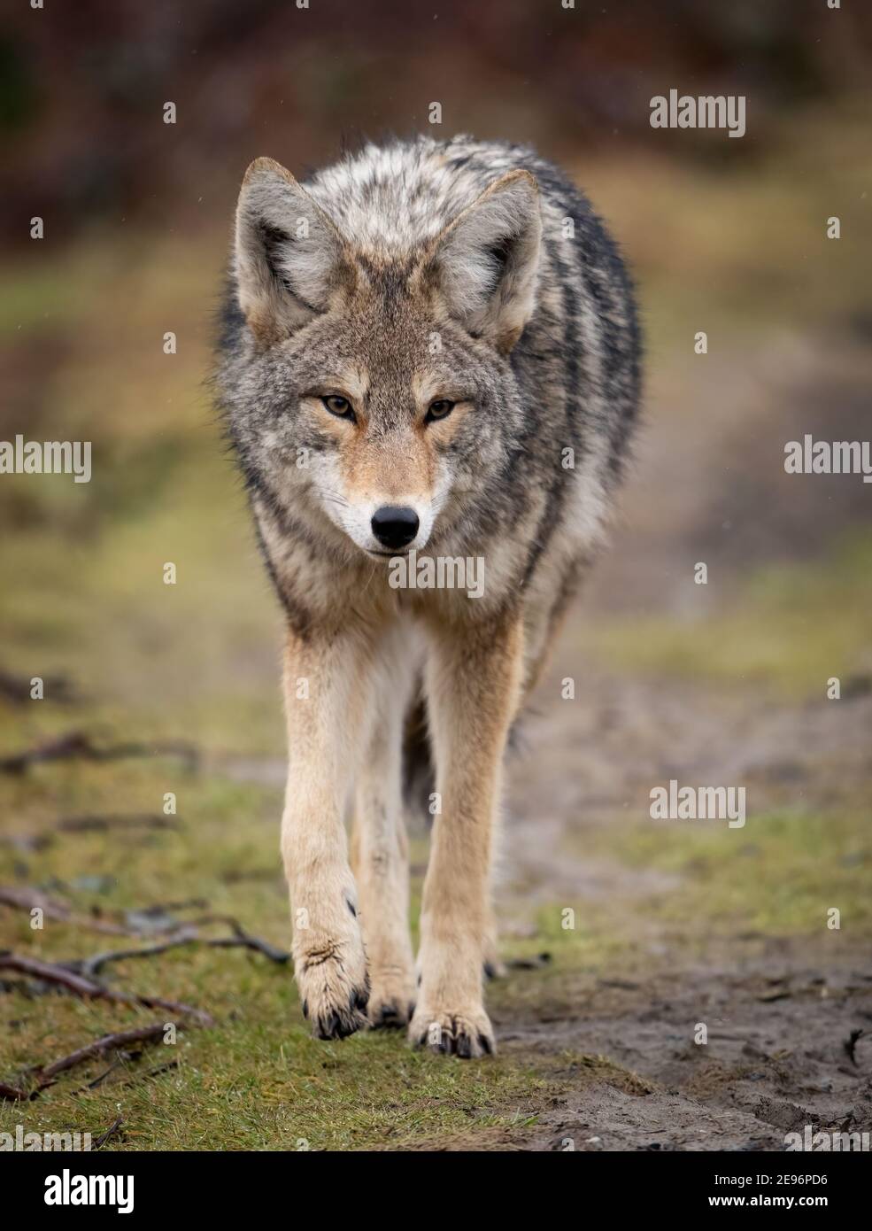 A coyote in Canada Stock Photo - Alamy