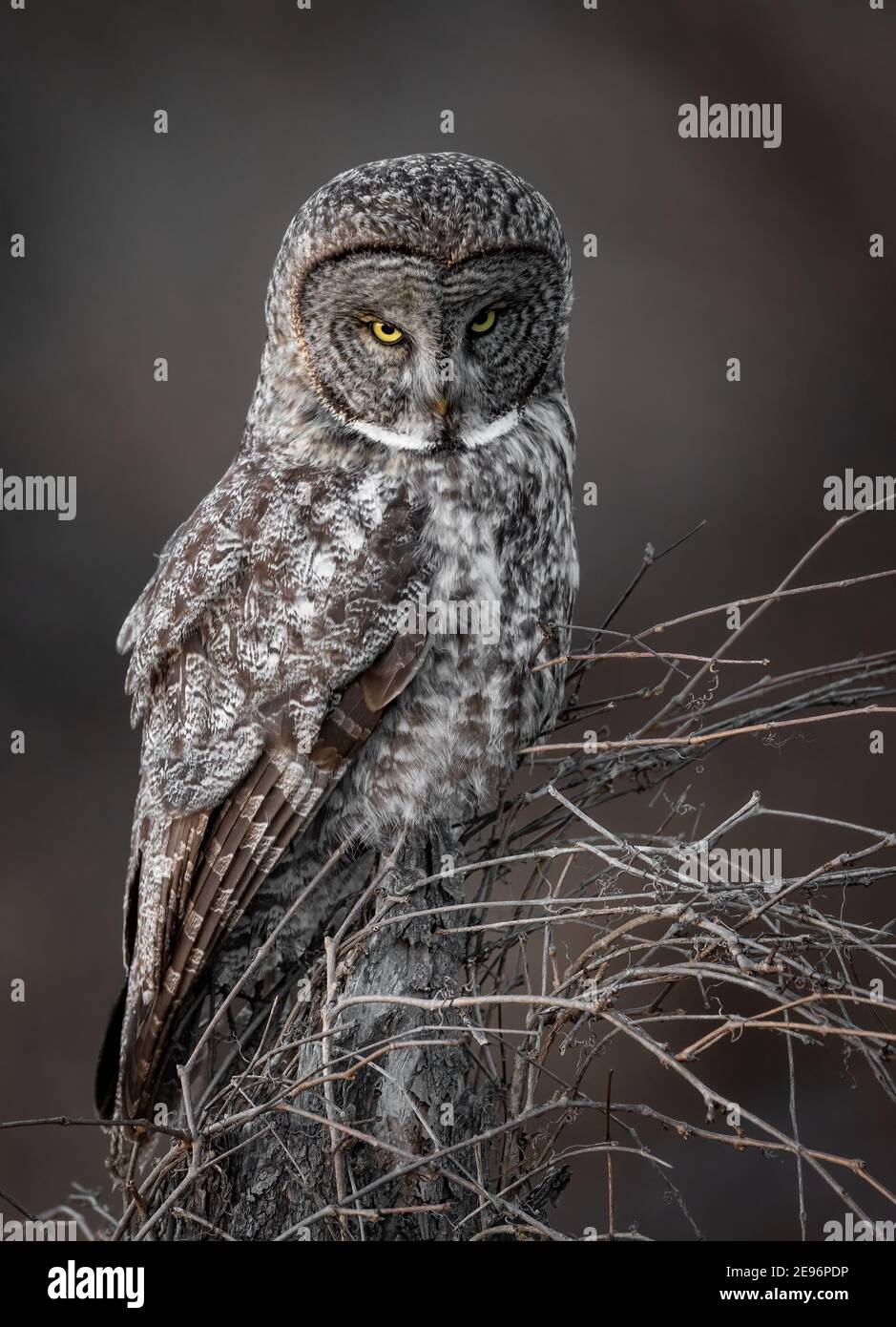 A portrait of an owl Stock Photo - Alamy